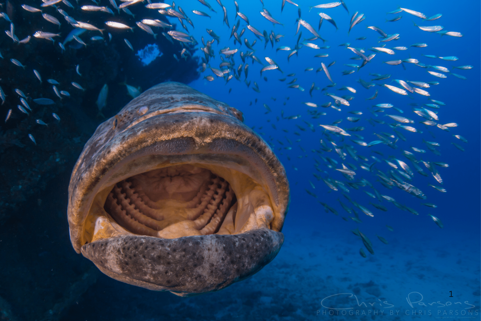 Be A Goliath Grouper Diver Pura Vida Divers : Discover South Florida ...